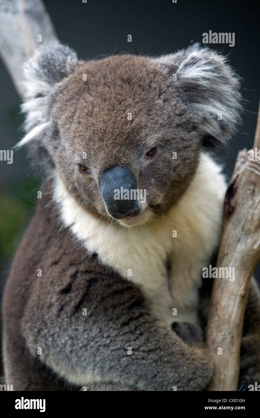Koala lebensraum -Fotos und -Bildmaterial in hoher Auflösung – Alamy