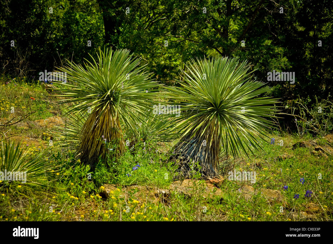 Yucca palms -Fotos und -Bildmaterial in hoher Auflösung – Alamy