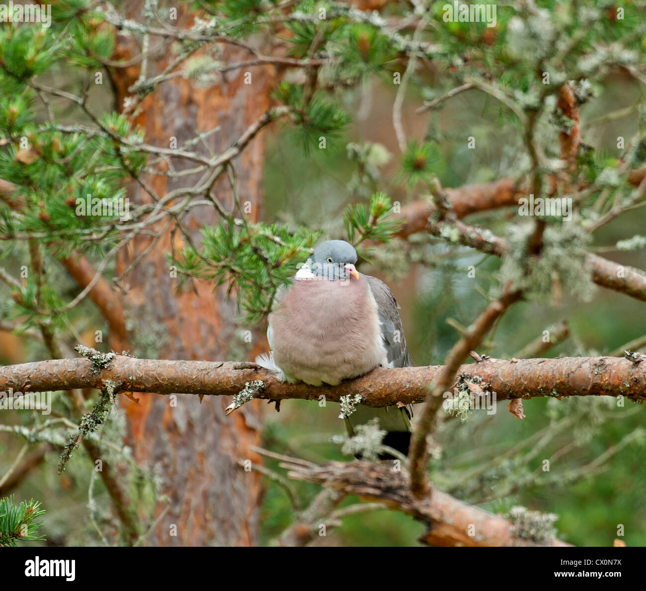 Taube squab -Fotos und -Bildmaterial in hoher Auflösung – Alamy