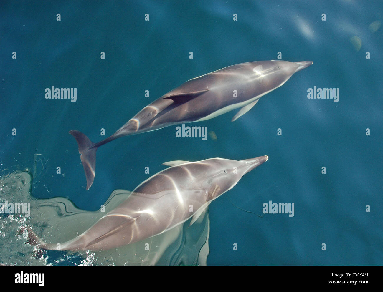 Delphin plakat -Fotos und -Bildmaterial in hoher Auflösung – Alamy