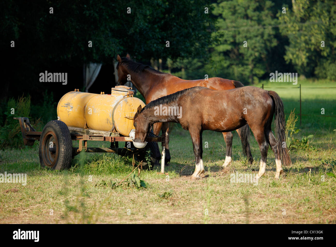 Pferde trinken -Fotos und -Bildmaterial in hoher Auflösung – Alamy