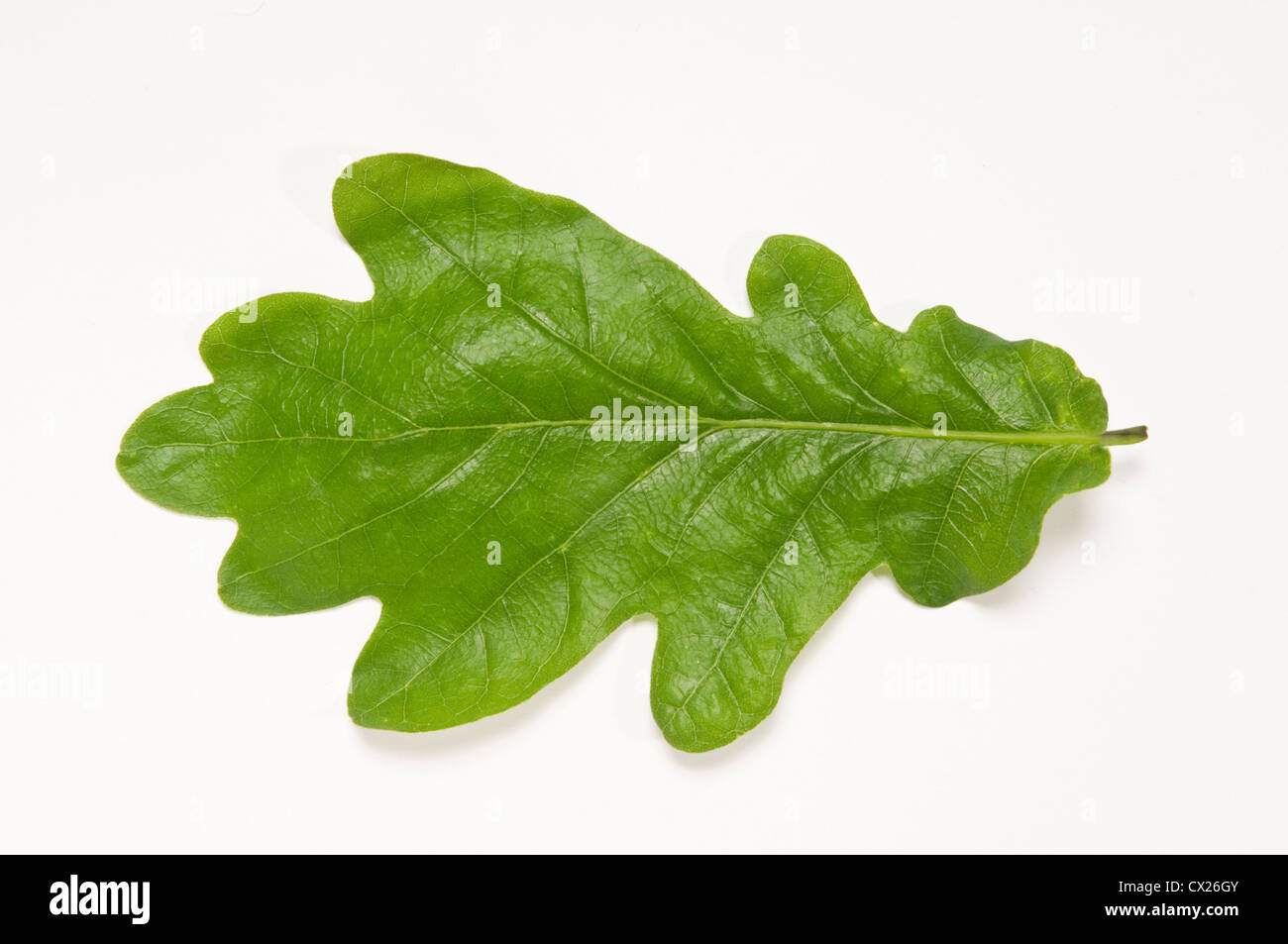 Oak tree eichenblatt -Fotos und -Bildmaterial in hoher Auflösung – Alamy