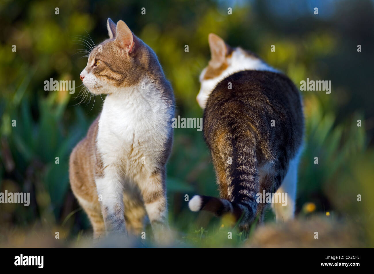 2 katzen -Fotos und -Bildmaterial in hoher Auflösung – Alamy