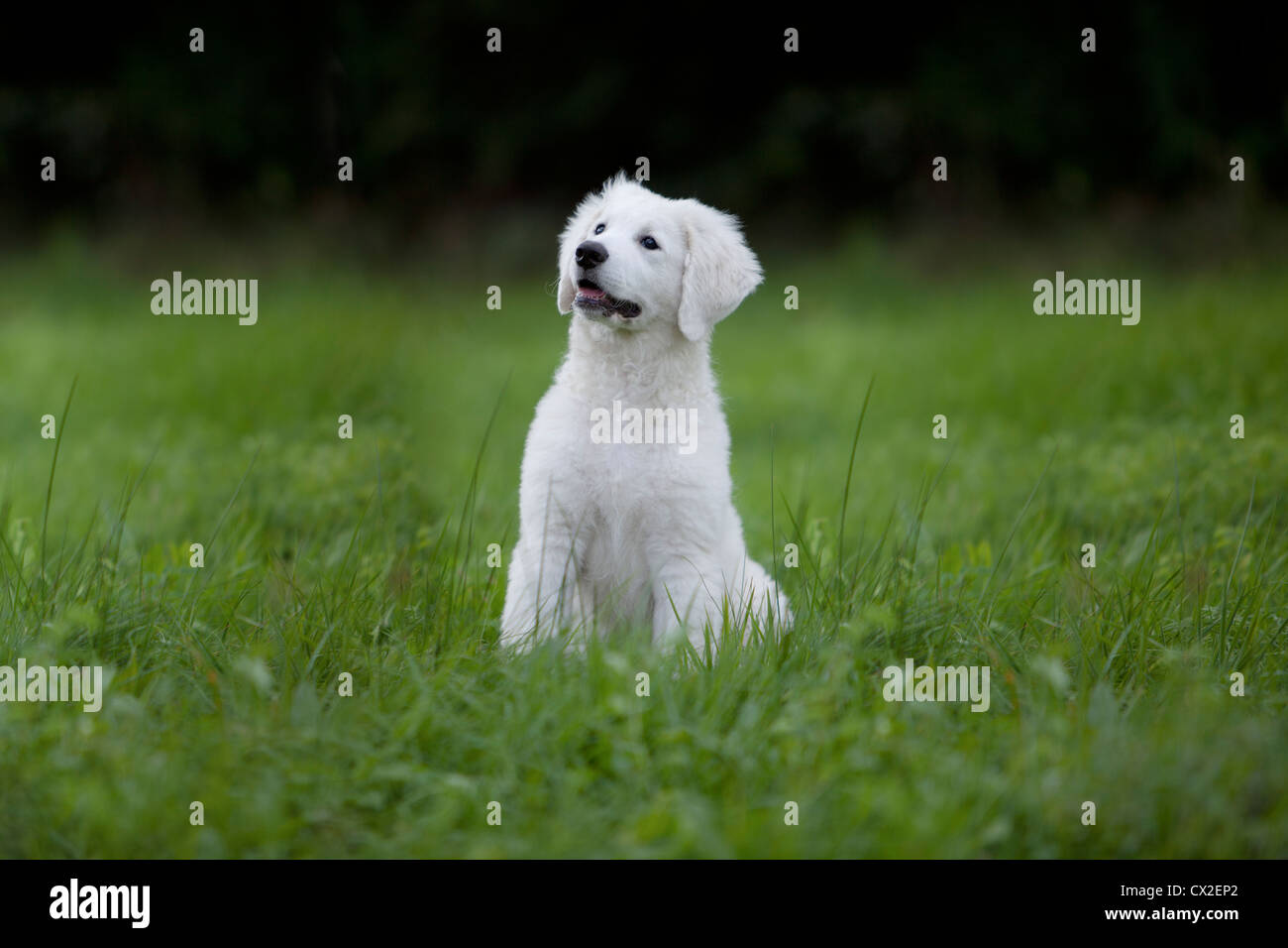Hund rassehund -Fotos und -Bildmaterial in hoher Auflösung – Alamy