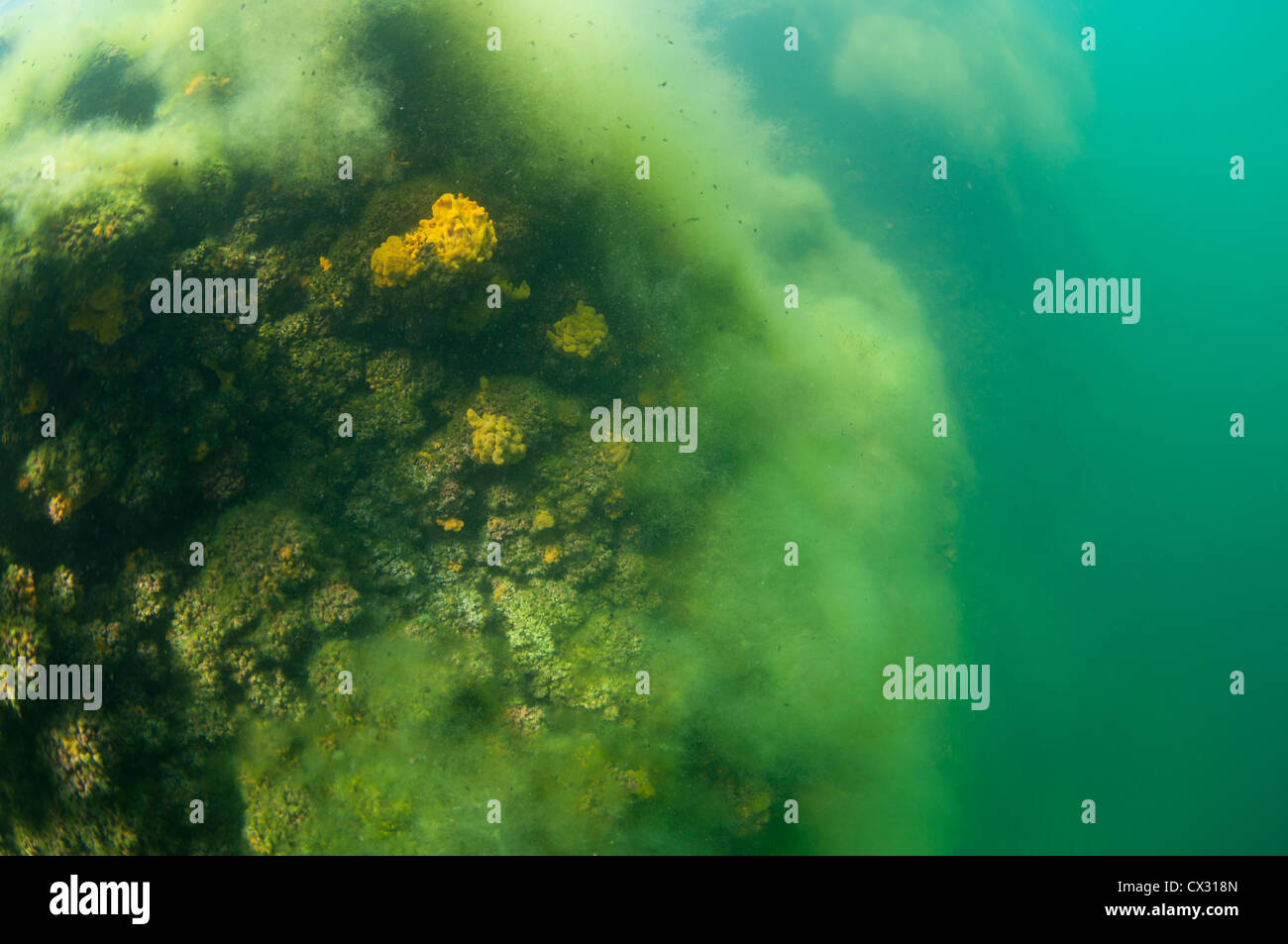 Stromatolith Formationen in See Satonda, einem Kratersee auf Sumbawa ...
