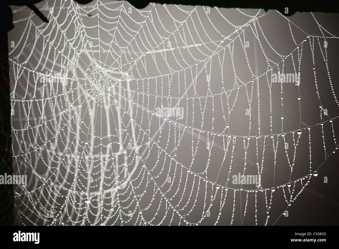 Cob webs -Fotos und -Bildmaterial in hoher Auflösung – Alamy