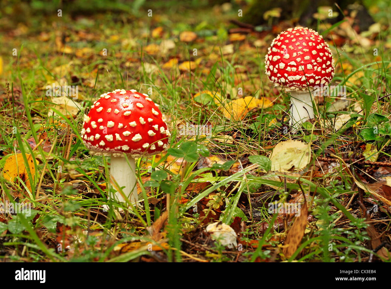 Giftiger pilz -Fotos und -Bildmaterial in hoher Auflösung – Alamy