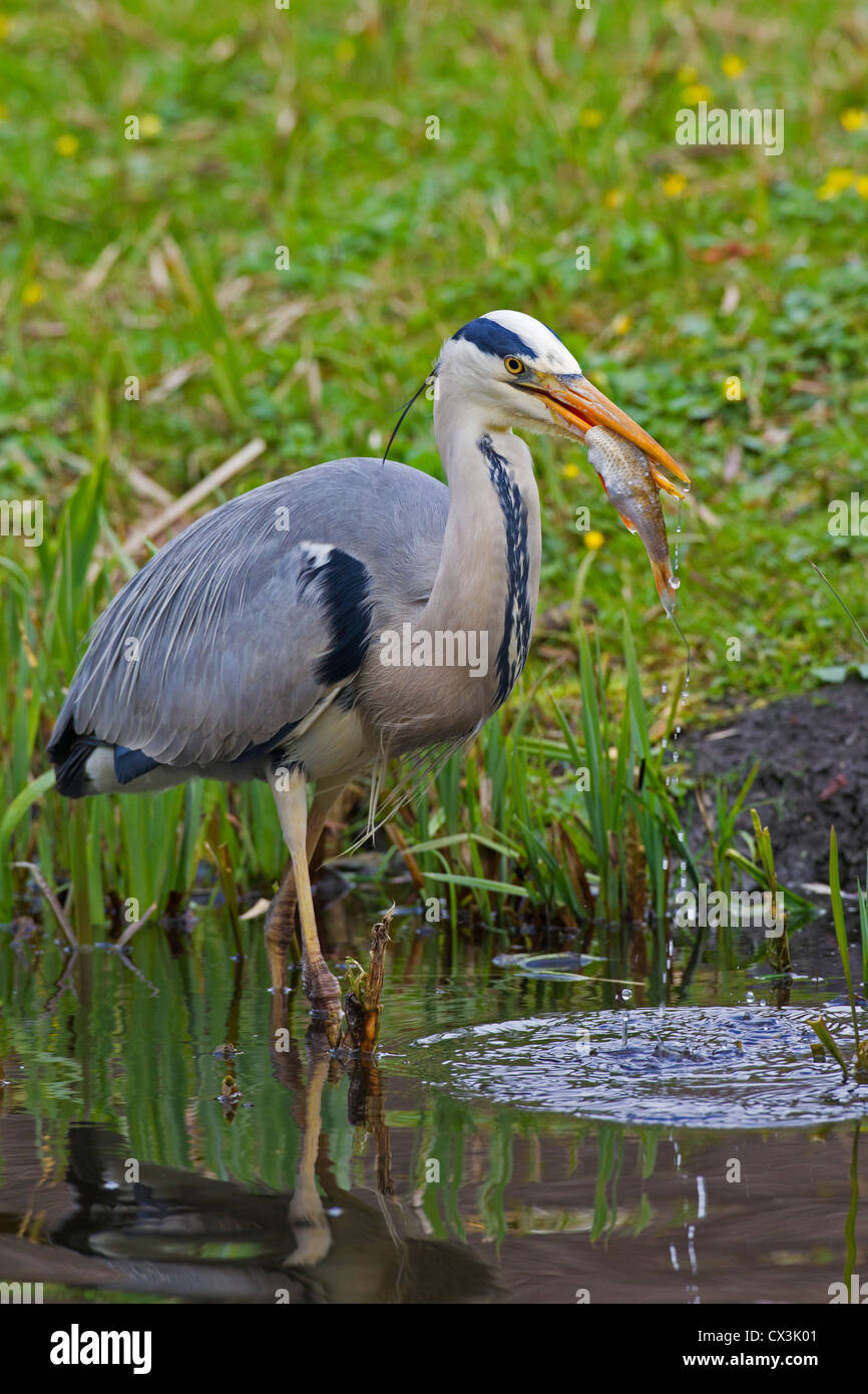 Graureiher Grau Reiher Fischreiher Fisch Reiher Ardea Stockfotos ...