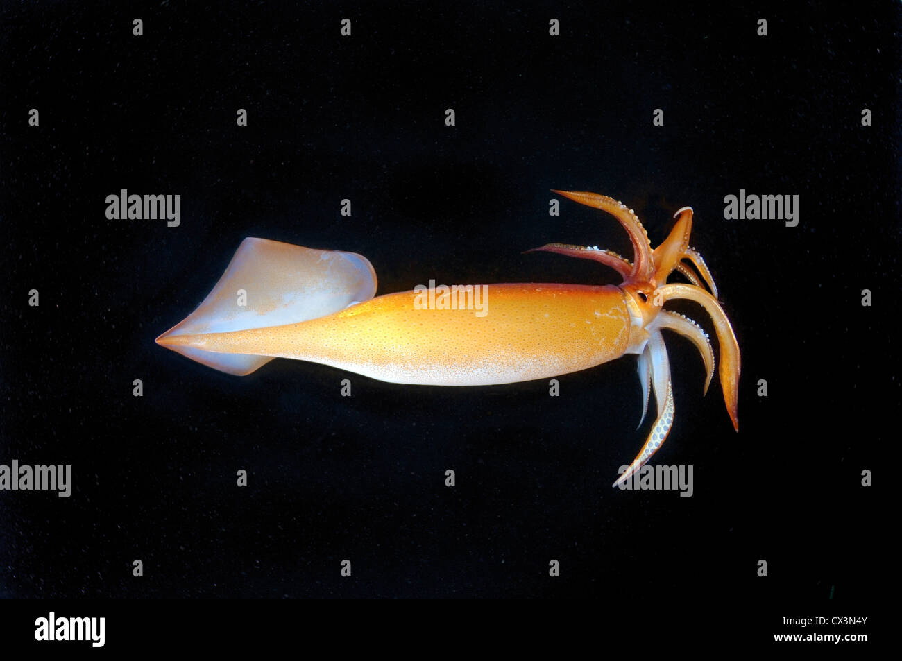 Pazifischer kalmar -Fotos und -Bildmaterial in hoher Auflösung – Alamy