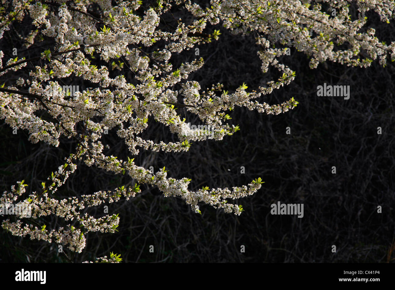 Japanese plum -Fotos und -Bildmaterial in hoher Auflösung – Alamy