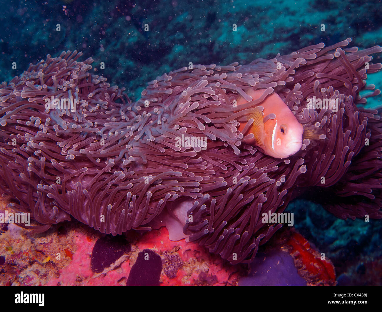 Malediven fisch gestreift -Fotos und -Bildmaterial in hoher Auflösung ...