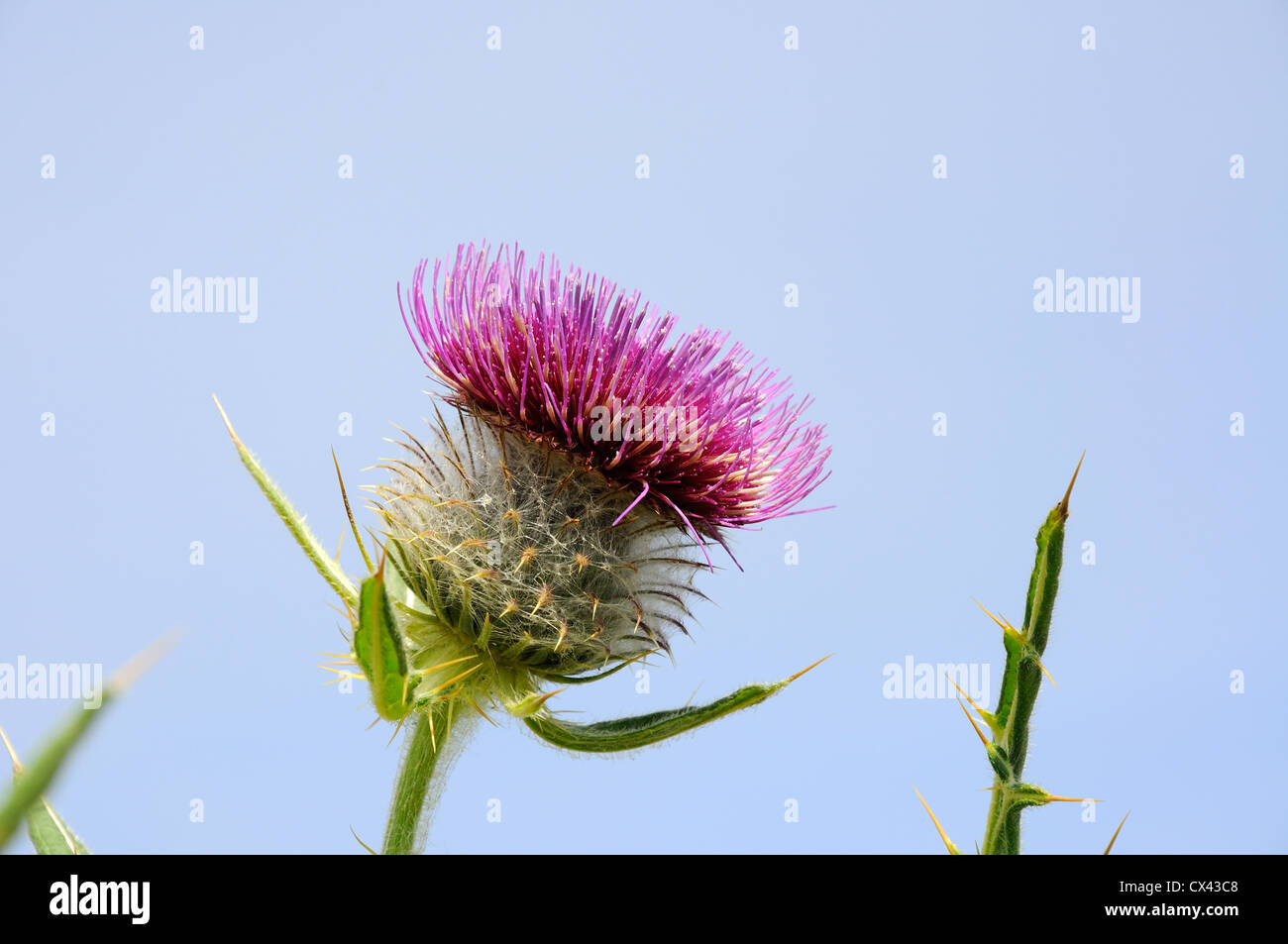 Prickly weed -Fotos und -Bildmaterial in hoher Auflösung – Alamy