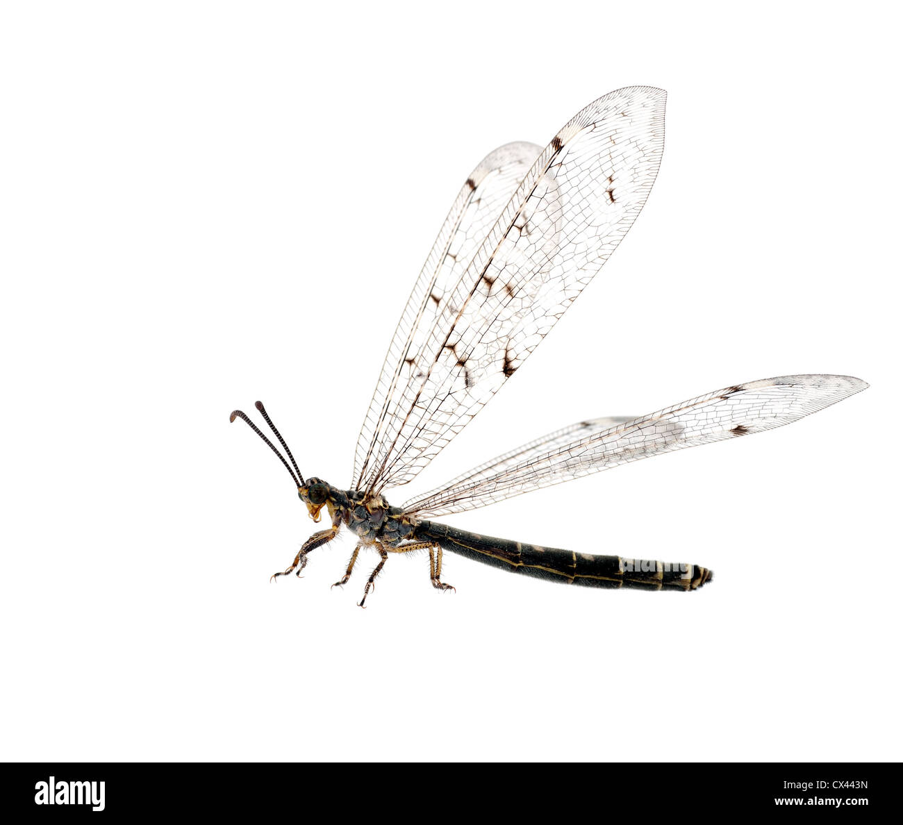 Insekt makro -Fotos und -Bildmaterial in hoher Auflösung – Alamy