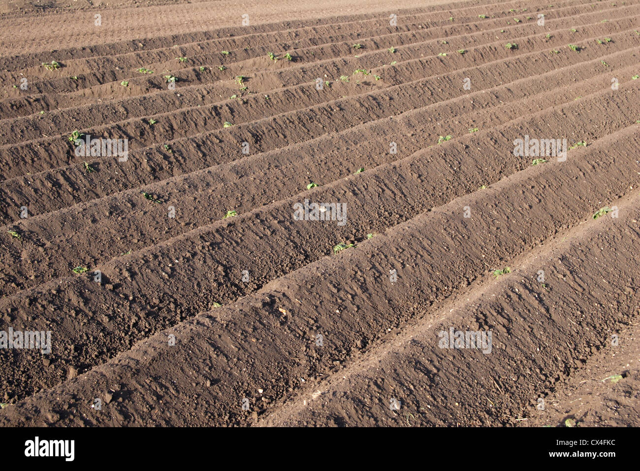 Furchen im feldhintergrund -Fotos und -Bildmaterial in hoher Auflösung ...