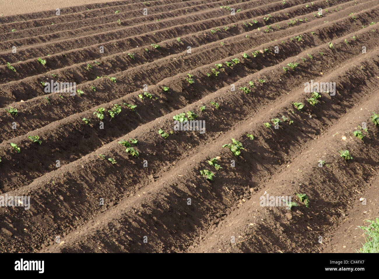 Furchen im feldhintergrund -Fotos und -Bildmaterial in hoher Auflösung ...