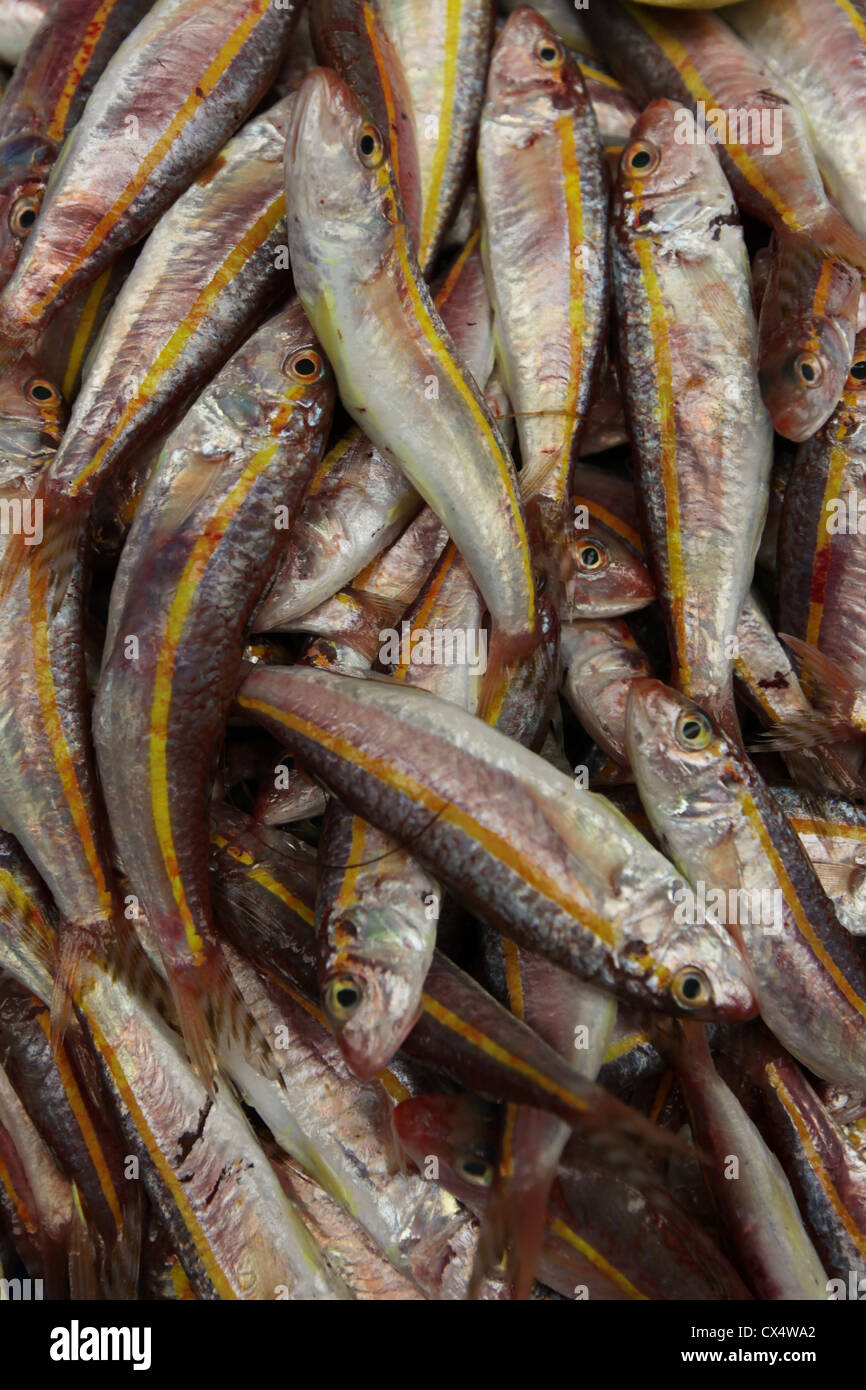 Gestreifte rotbarbe -Fotos und -Bildmaterial in hoher Auflösung – Alamy