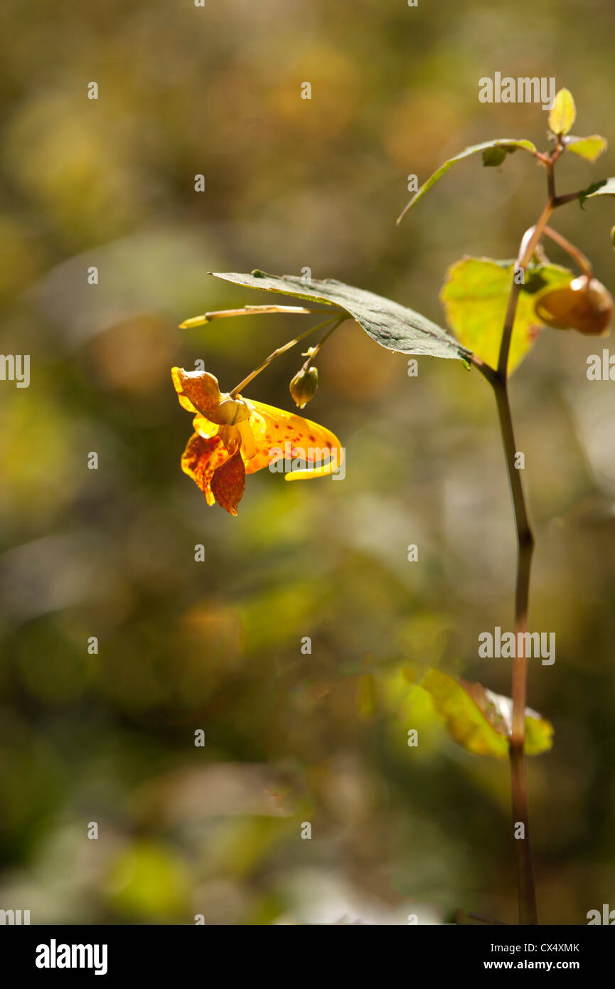 Mimulus lutea -Fotos und -Bildmaterial in hoher Auflösung – Alamy