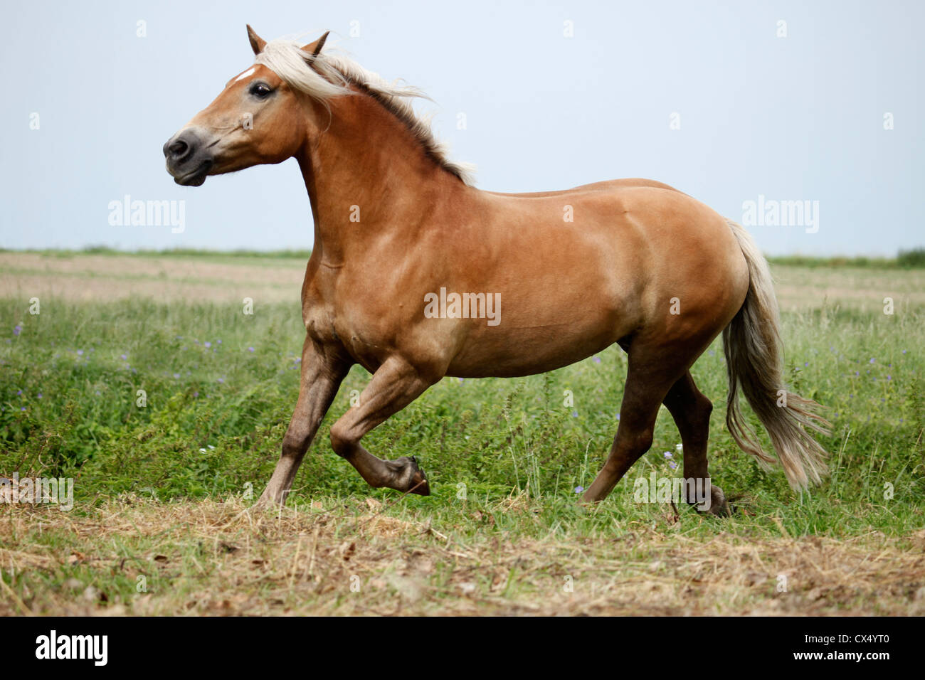Haflinger weide -Fotos und -Bildmaterial in hoher Auflösung – Alamy