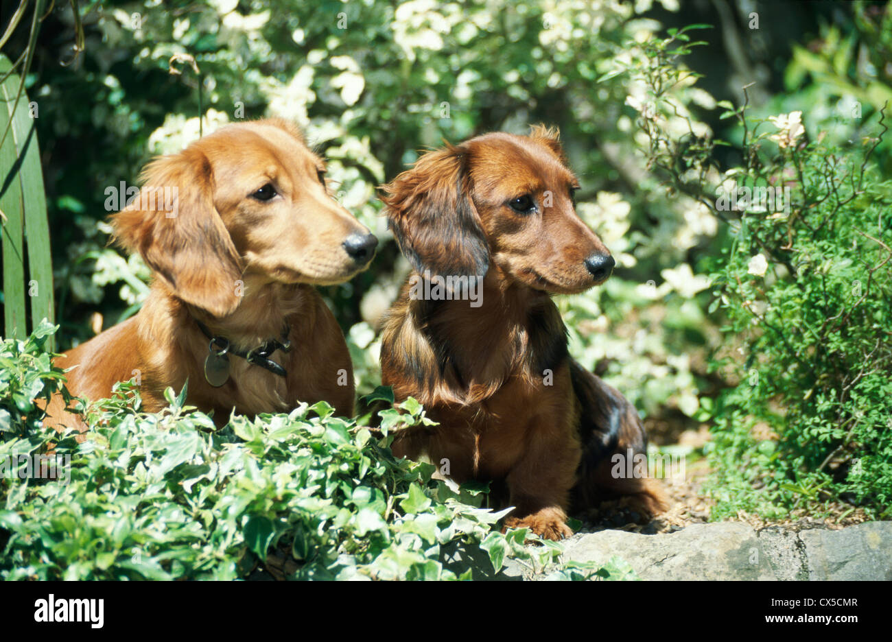 Dackel sitzend -Fotos und -Bildmaterial in hoher Auflösung – Alamy