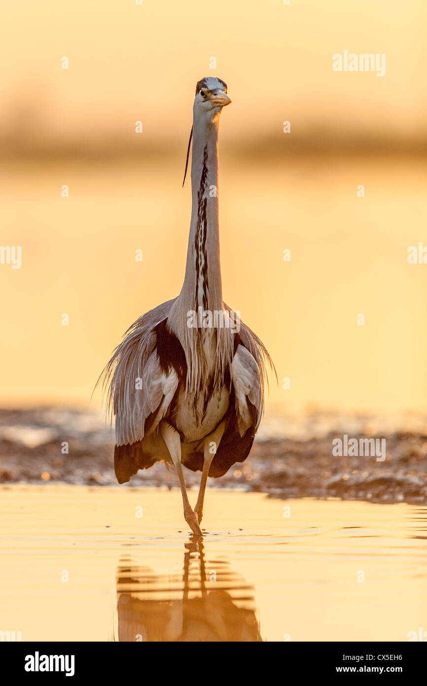 Ardea Cinerea Graureiher Stockfotos und -bilder Kaufen - Alamy