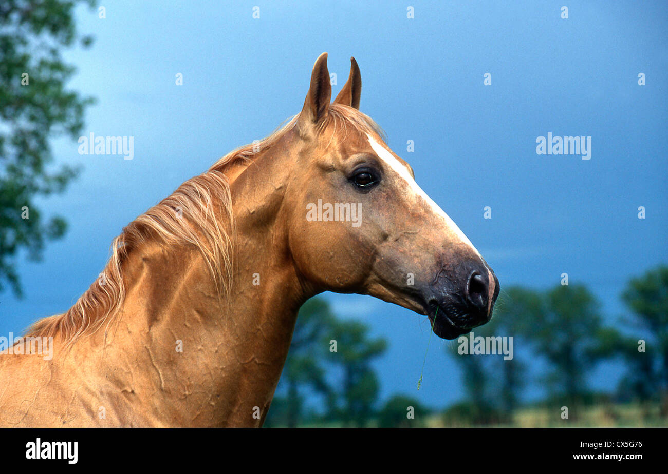 Kinsky family -Fotos und -Bildmaterial in hoher Auflösung – Alamy