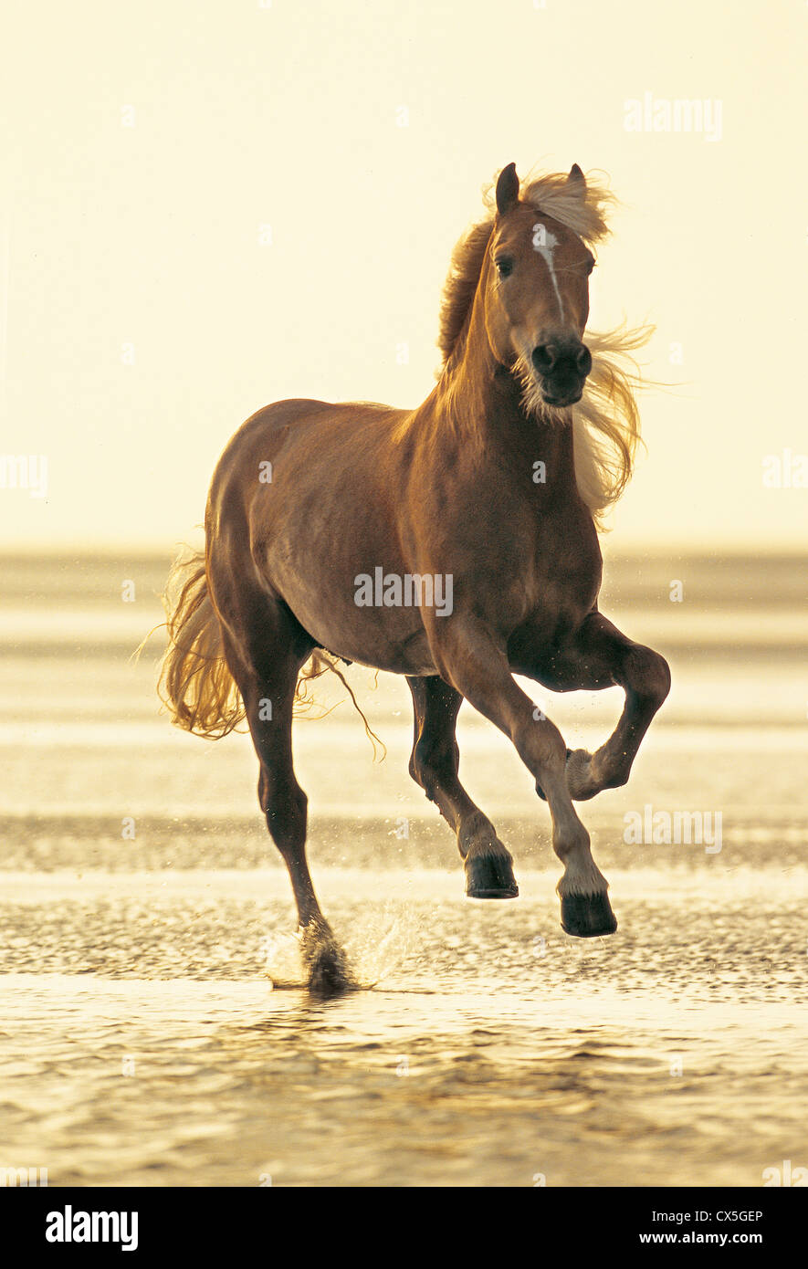 Haflinger horse chestnut stallion galloping -Fotos und -Bildmaterial in hoher Auflösung – Alamy