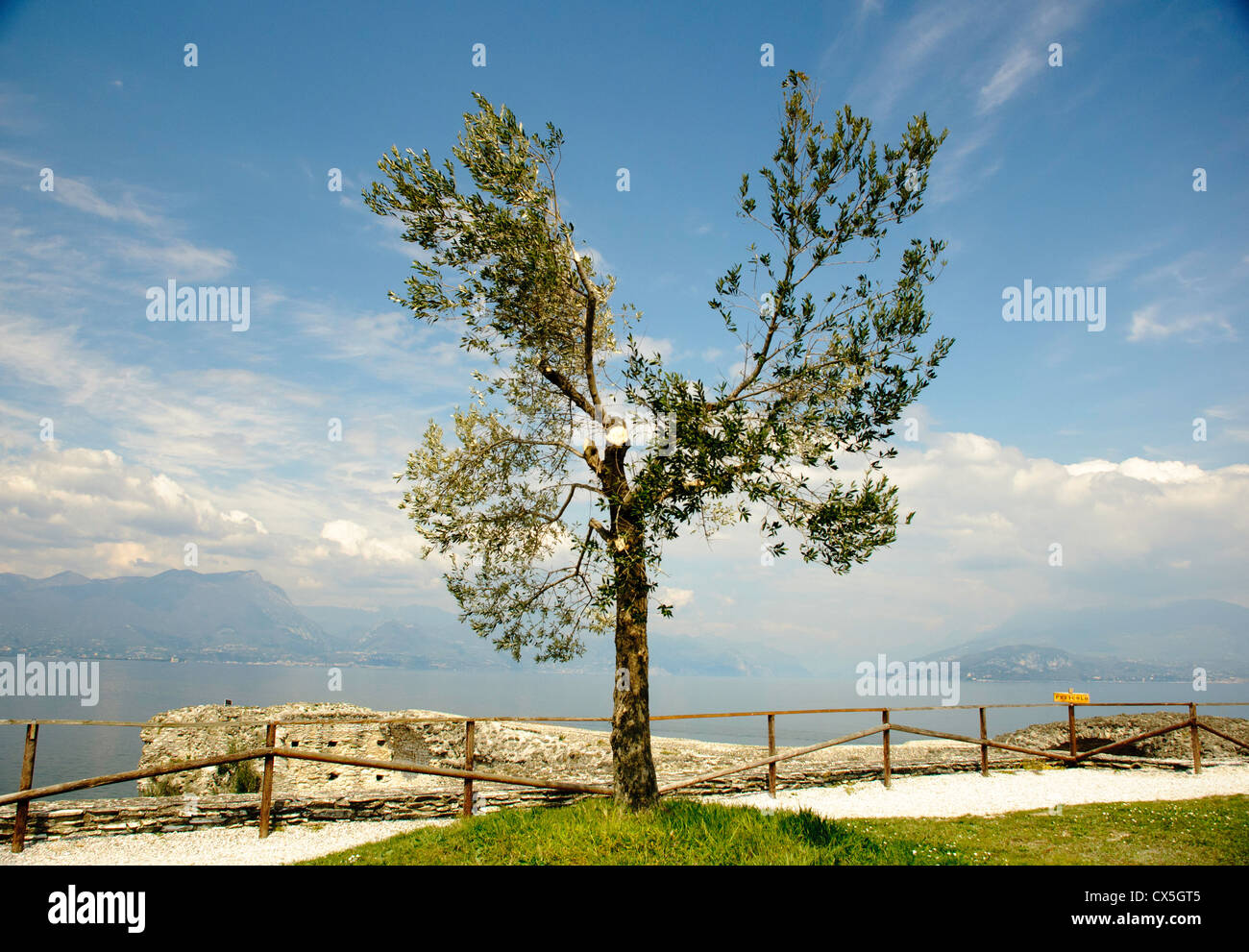 Olivenbaum gardasee -Fotos und -Bildmaterial in hoher Auflösung – Alamy