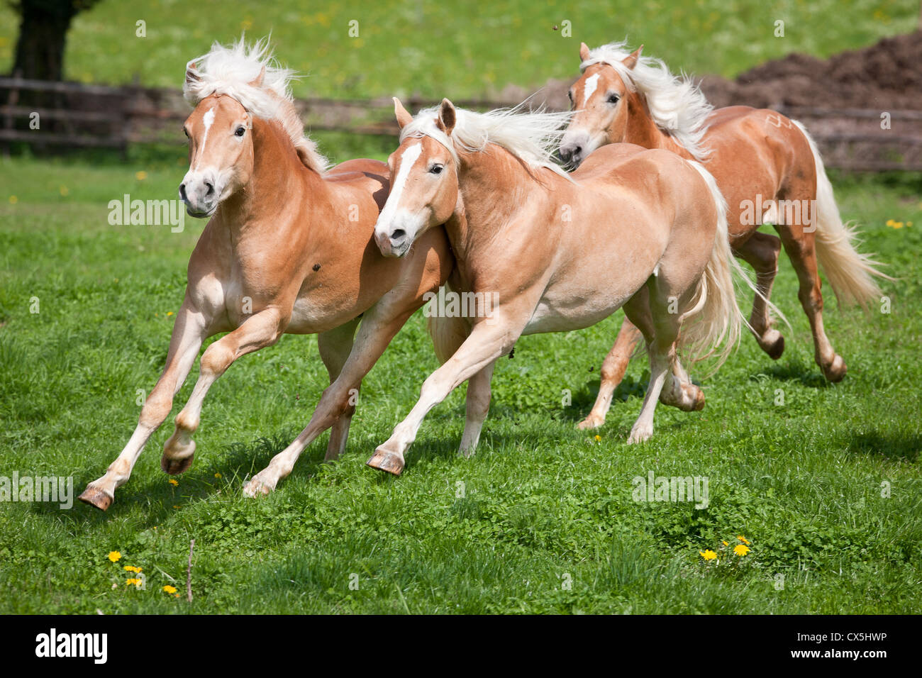 Haflinger horse chestnut stallion galloping -Fotos und -Bildmaterial in hoher Auflösung – Alamy