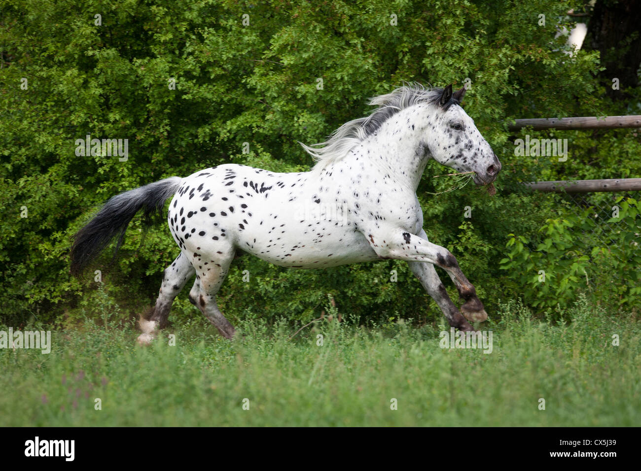 Noriker Pferd, Jahre Pinzgauer im Galopp auf der Wiese Stockfotografie ...