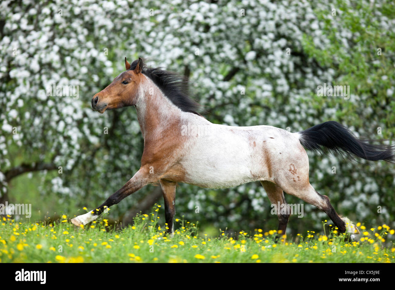German Riding Pony im Galopp auf der Wiese Stockfotografie - Alamy