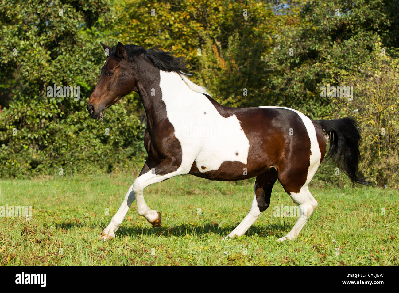Pinto trakehner -Fotos und -Bildmaterial in hoher Auflösung – Alamy