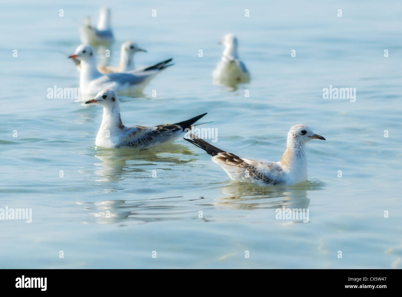 Sea bird -Fotos und -Bildmaterial in hoher Auflösung – Alamy