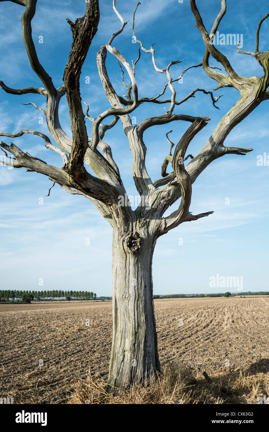 Lebloser baum -Fotos und -Bildmaterial in hoher Auflösung – Alamy