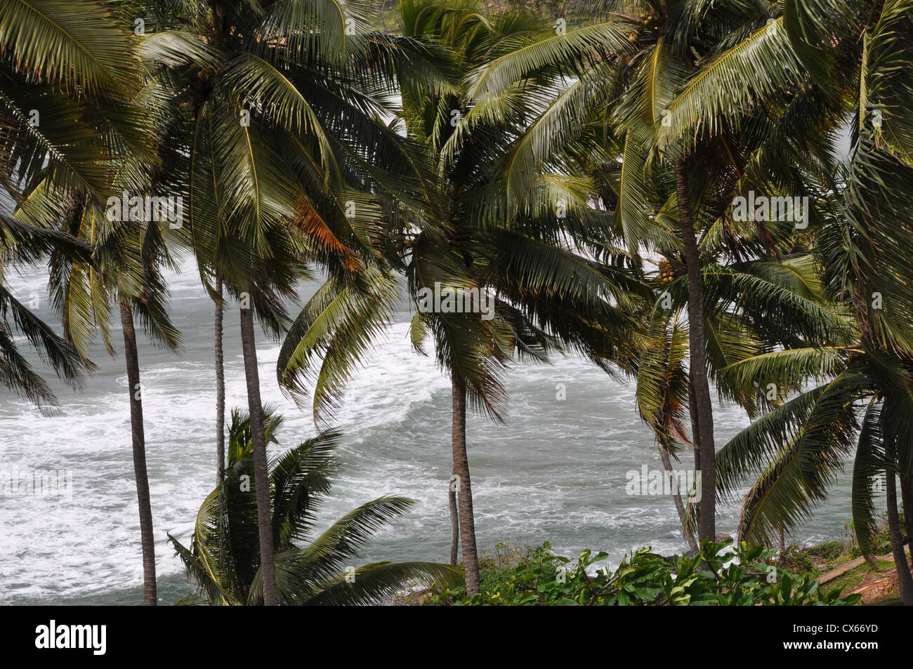 Kokospalme wind weht -Fotos und -Bildmaterial in hoher Auflösung – Alamy