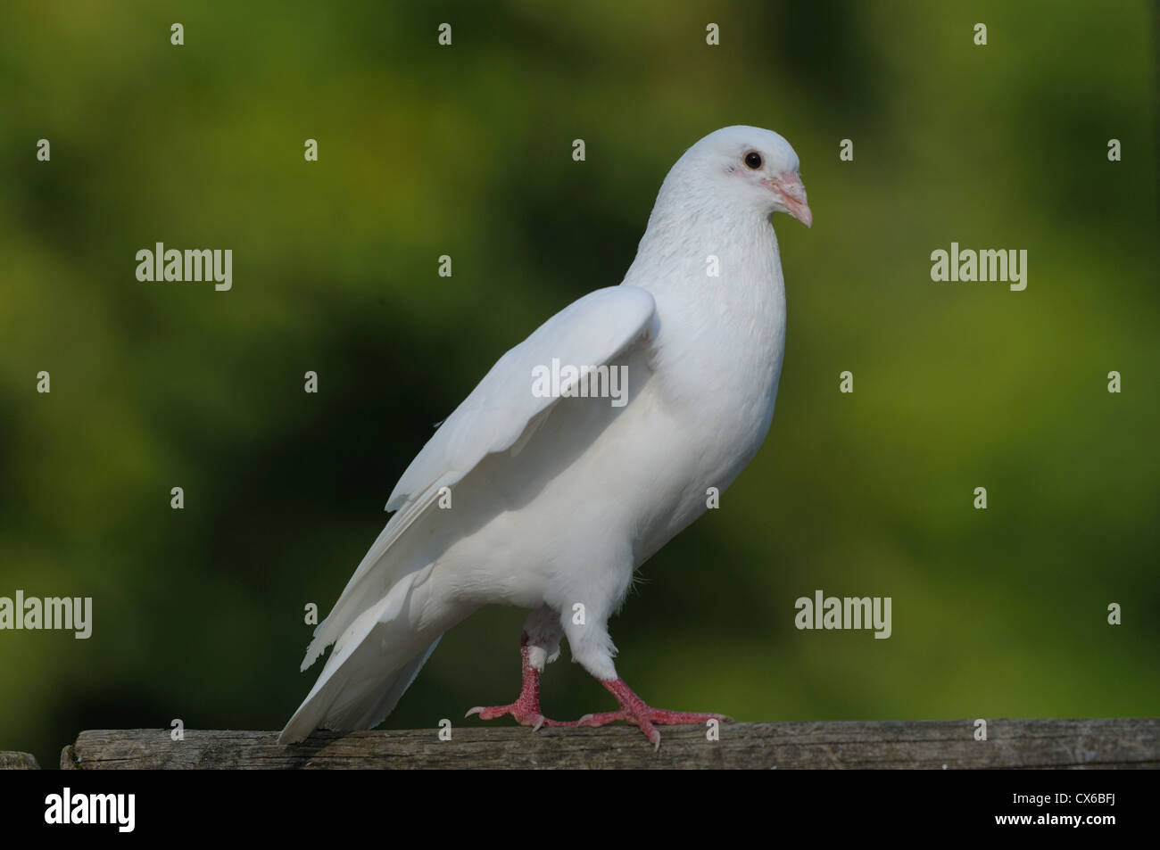 White dove side view -Fotos und -Bildmaterial in hoher Auflösung – Alamy