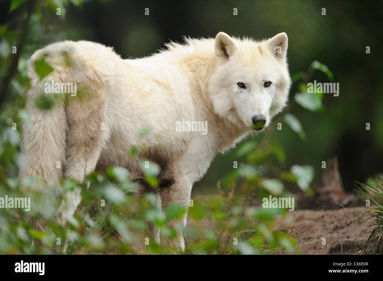 View arctic wolf -Fotos und -Bildmaterial in hoher Auflösung - Seite 3 ...