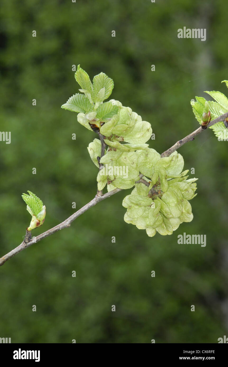 Ulmus laub -Fotos und -Bildmaterial in hoher Auflösung – Alamy