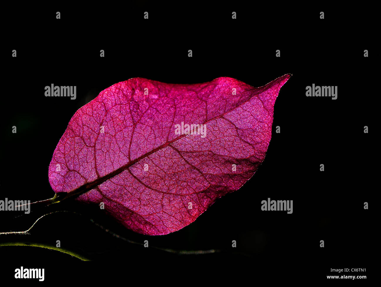 Bougainvillea blume indien -Fotos und -Bildmaterial in hoher Auflösung ...