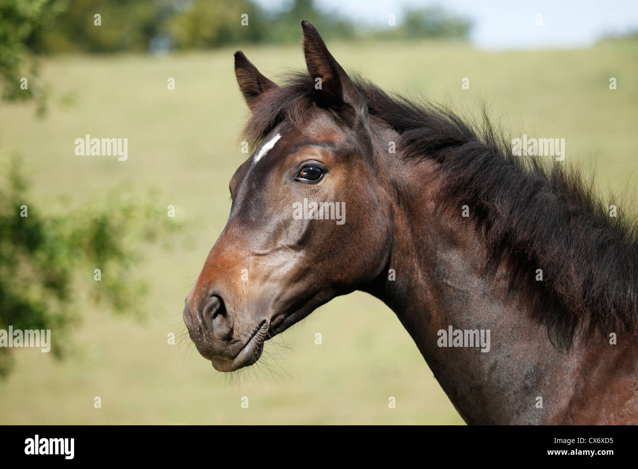 Small foal -Fotos und -Bildmaterial in hoher Auflösung – Alamy