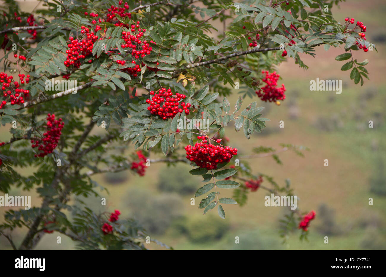 Sorbus aucuparia beeren -Fotos und -Bildmaterial in hoher Auflösung – Alamy