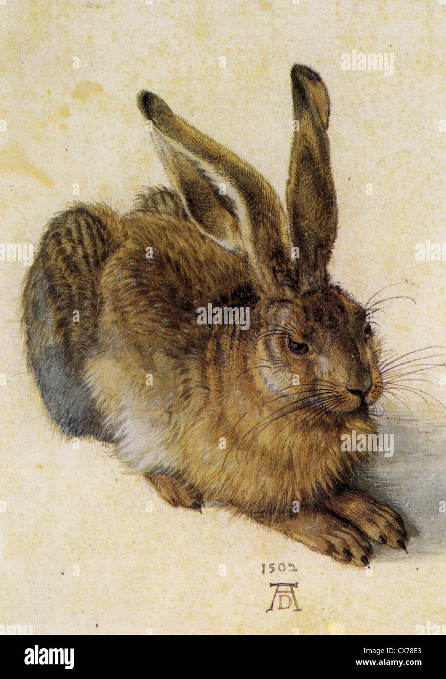 ALBRECHT Dürer (1471-1528) Aquarell eines jungen Hasen datiert 1502 an ...