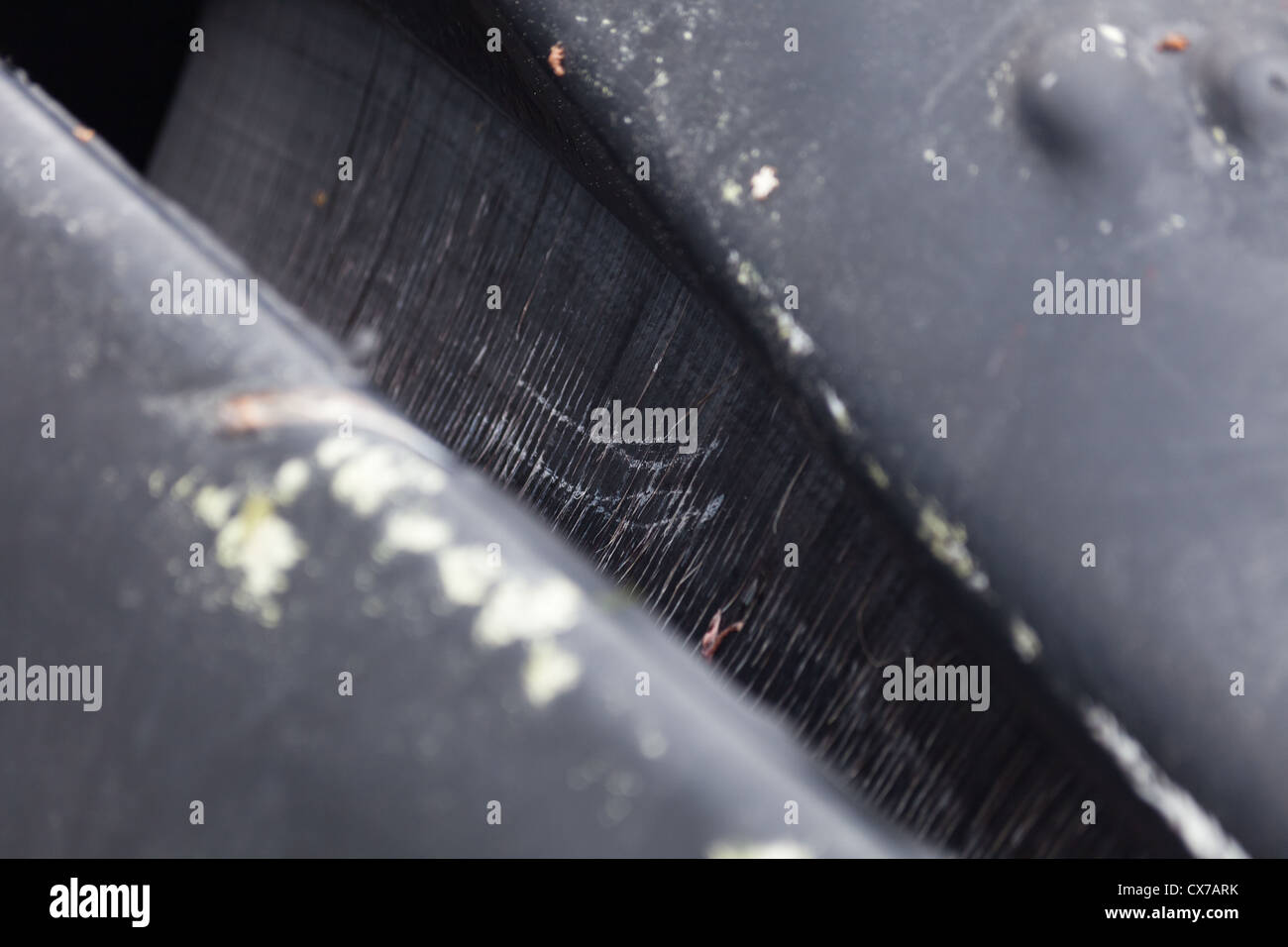 Wal buckel barten -Fotos und -Bildmaterial in hoher Auflösung – Alamy