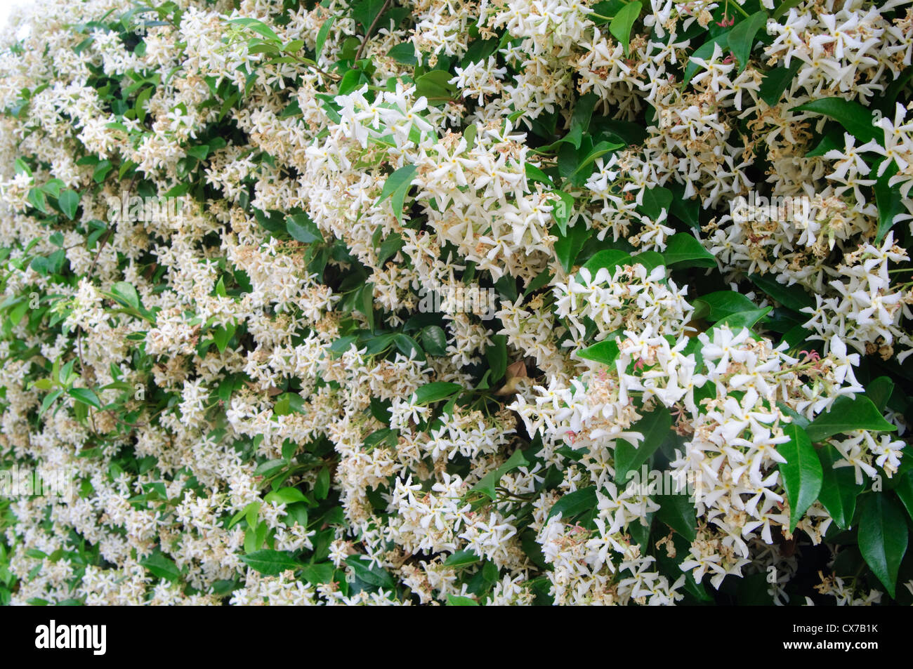 Italien, Lombardei, Star Jasmin, Trachelospermum Jasminoides ...