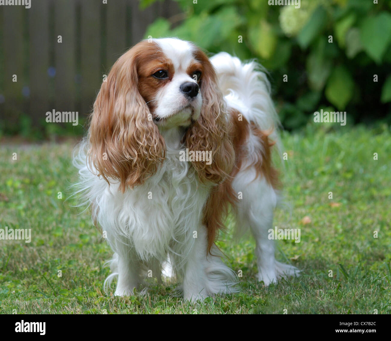Blenheim farbe -Fotos und -Bildmaterial in hoher Auflösung – Alamy
