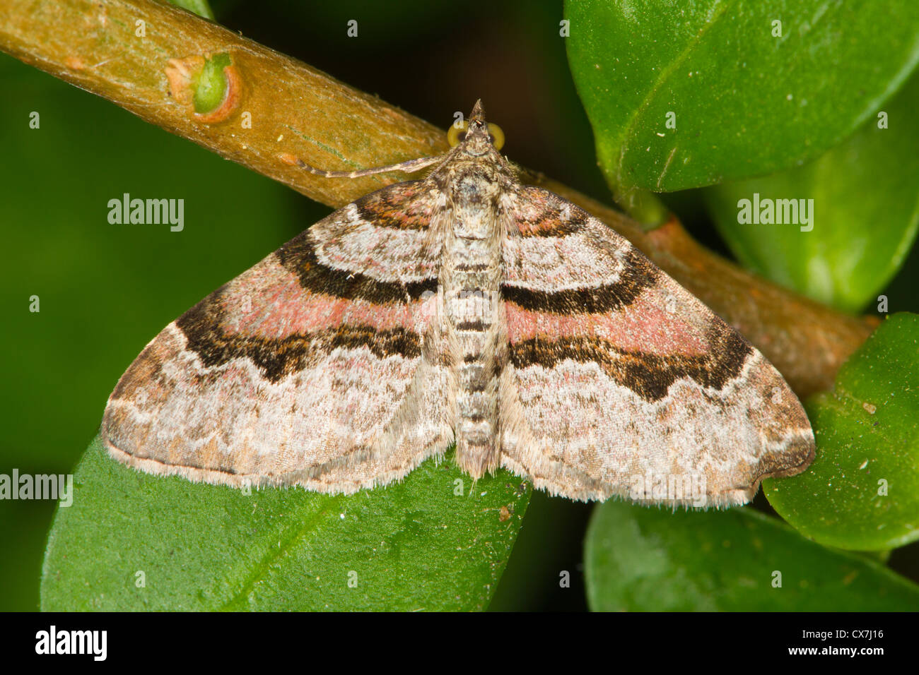 Xanthorhoe designata -Fotos und -Bildmaterial in hoher Auflösung – Alamy