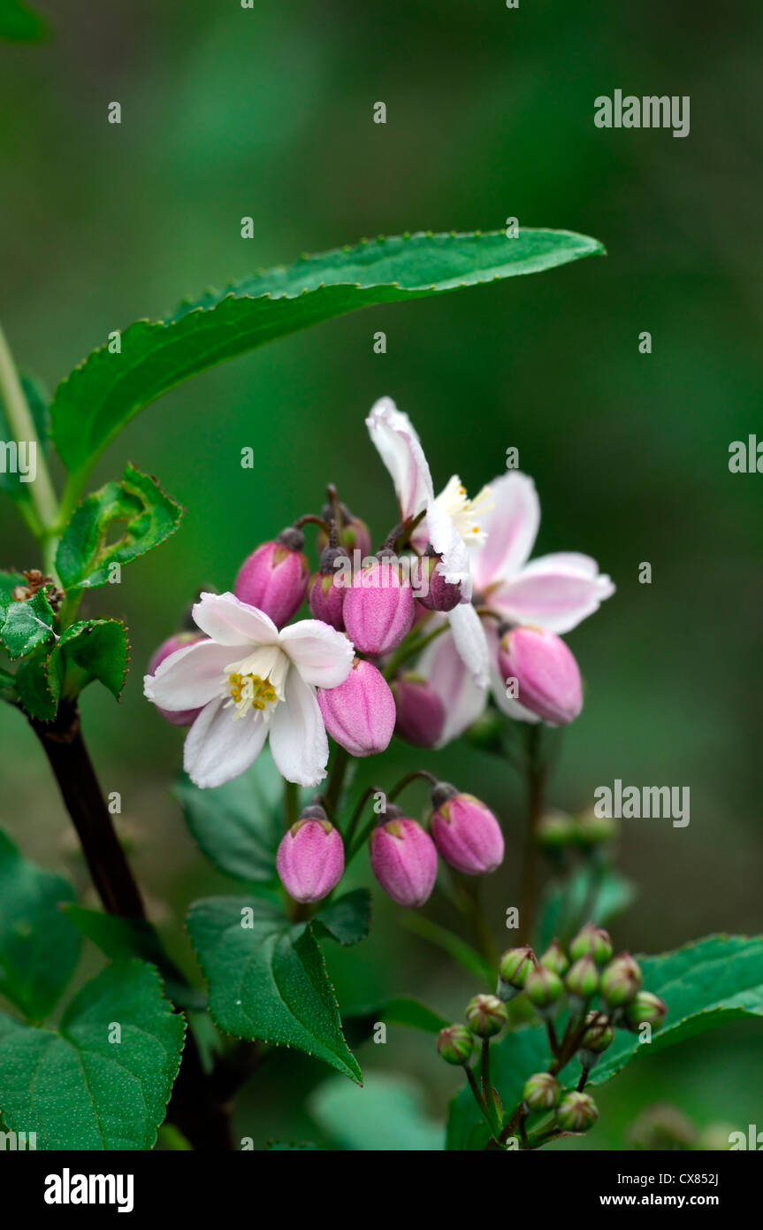 Deutzie Rosea weiß rosa Blume Blumen Blüte Blüte Blüte Frühling Strauch ...