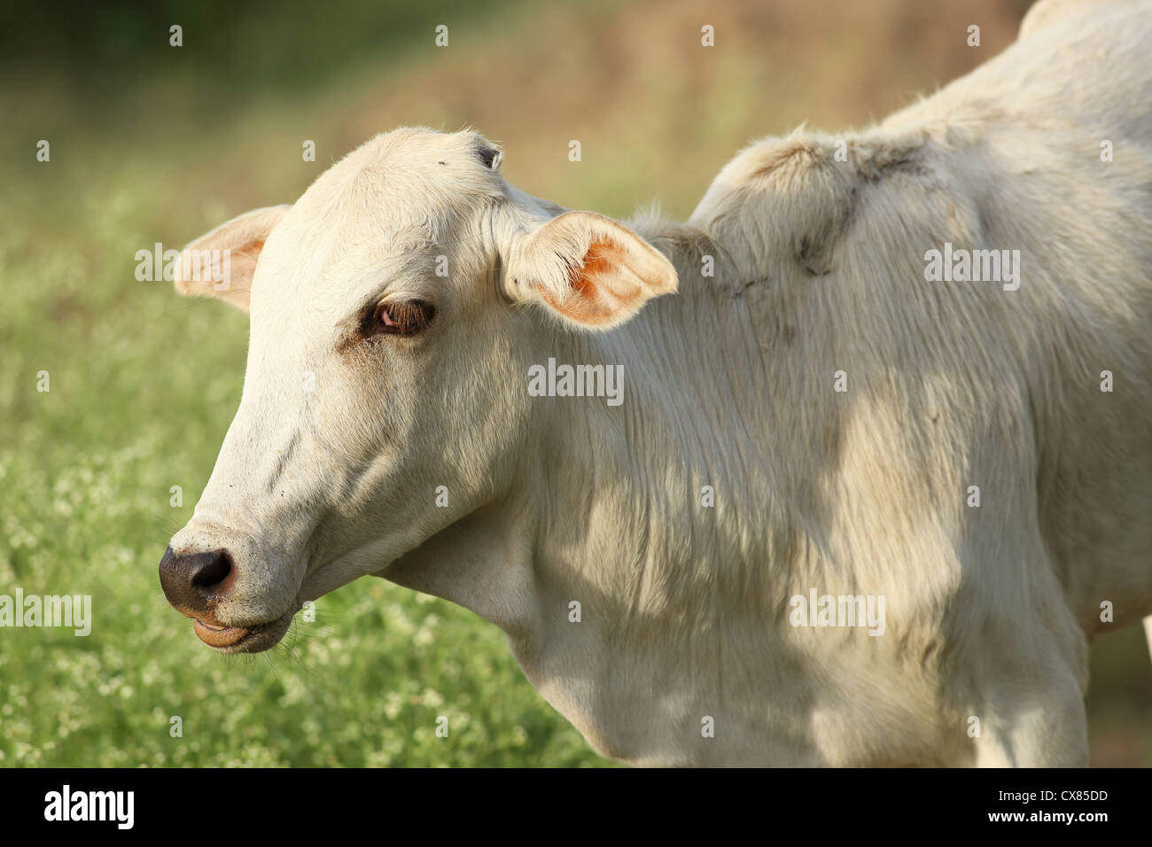 Indische tiere -Fotos und -Bildmaterial in hoher Auflösung – Alamy