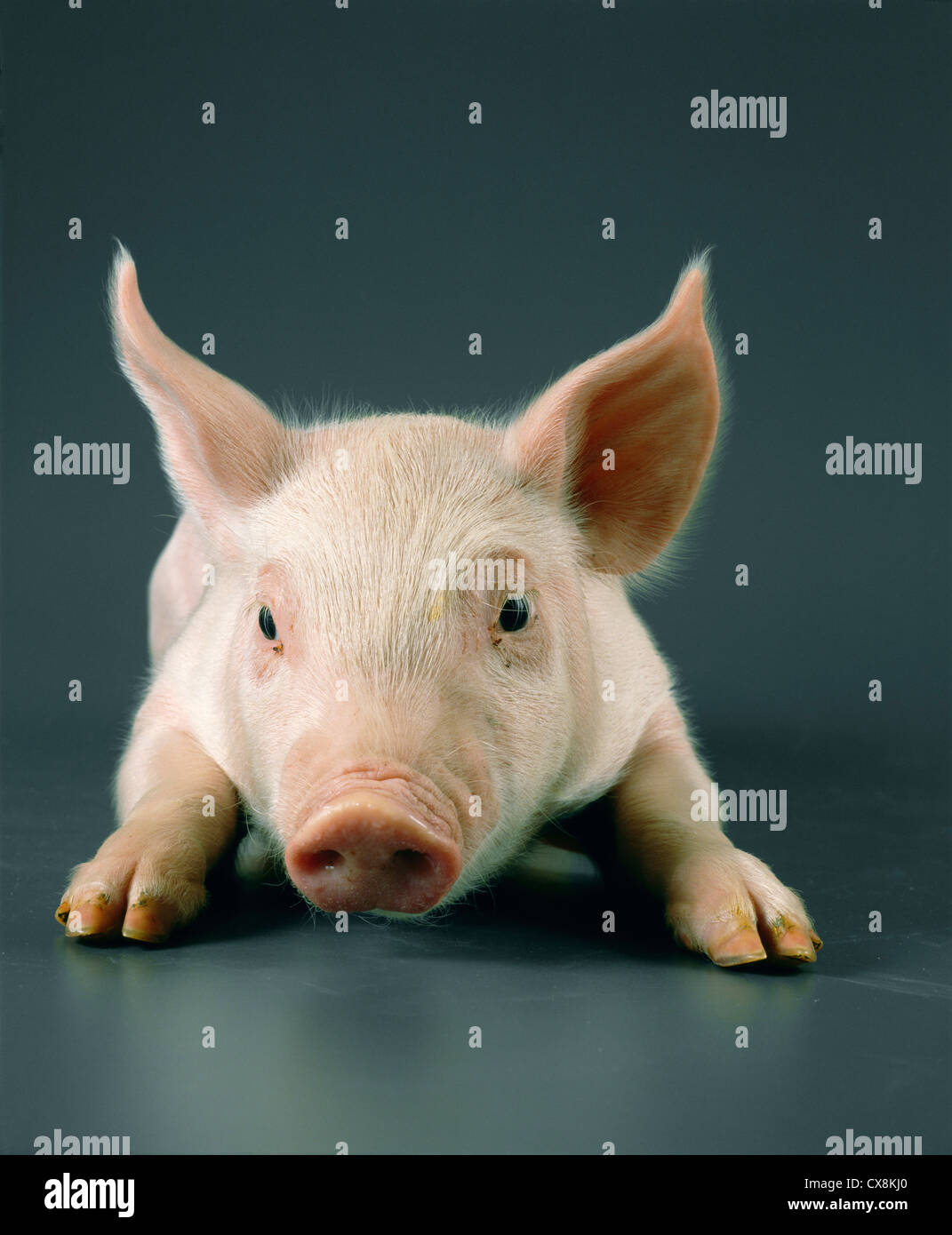 Lustiges schwein -Fotos und -Bildmaterial in hoher Auflösung – Alamy