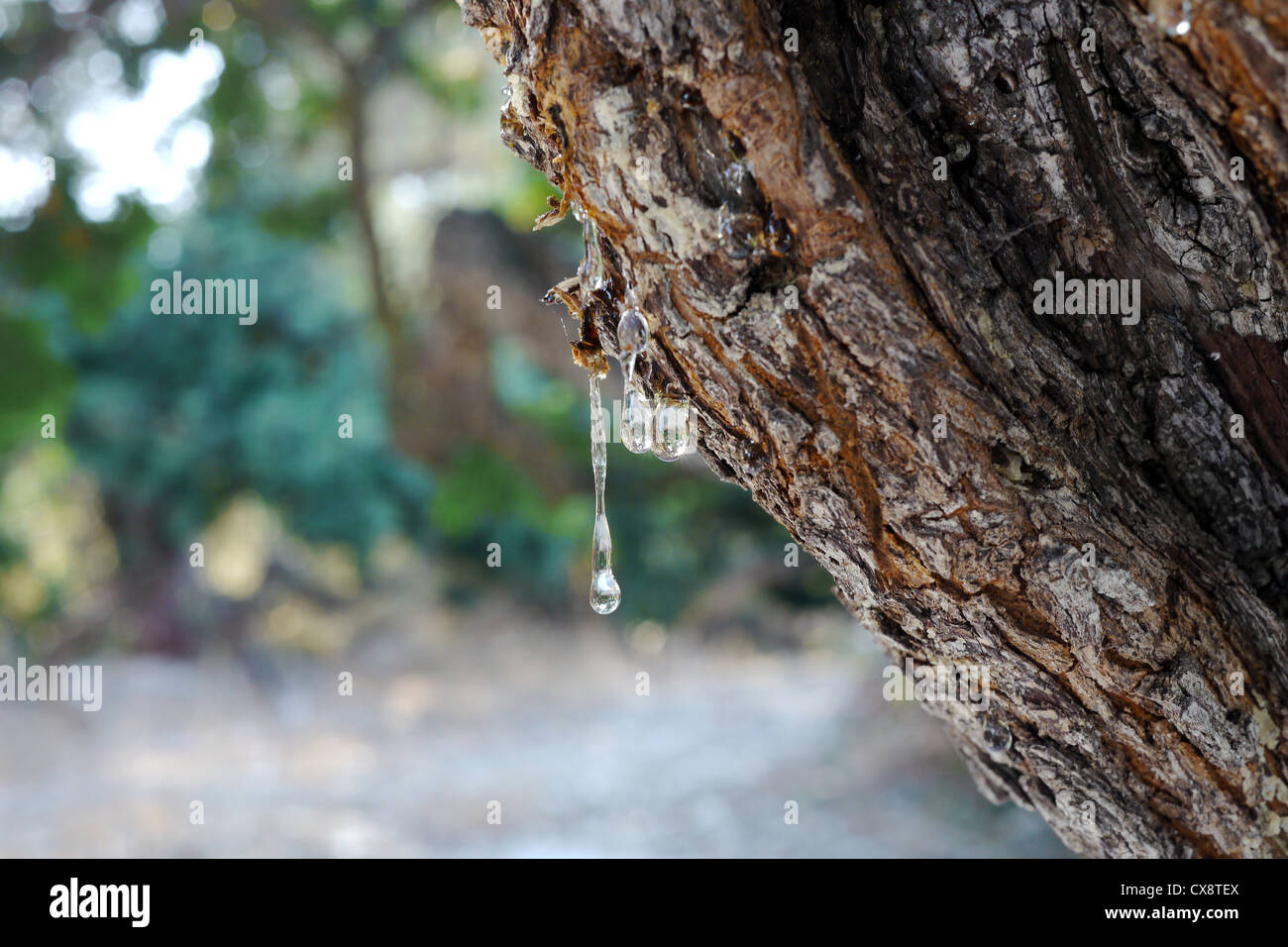 Mastic resin -Fotos und -Bildmaterial in hoher Auflösung – Alamy