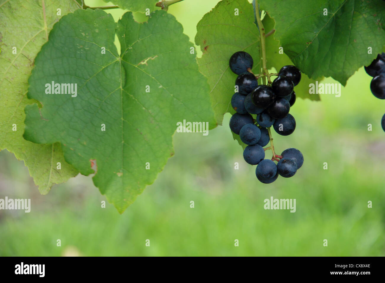 Ein lila Trauben reifen am Rebstock hängen Stockfotografie - Alamy Ein lila Trauben reifen am Rebstock hängen Stockfotografie - Alamy